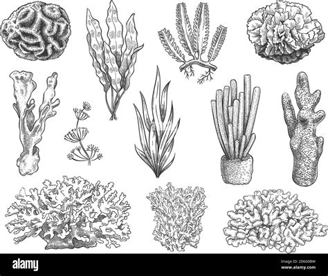How To Draw Ocean Plants