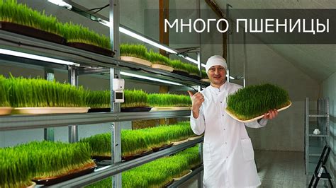 Много пшеницы на ВИТГРАСС Как замочить прорастить и вырастить зерно