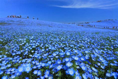 約35haもの広大な“みはらしの丘”一面に、450万本のネモフィラの花が広がる！開園面積約200haにも及ぶ園内にはネモフィラ以外にも