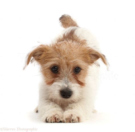 Russell Terrier Puppy