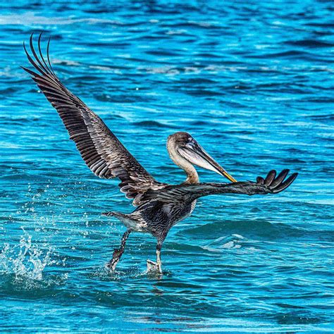 Marko Dimitrijevic Official Profile On The Marque