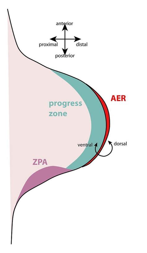 Apical Ectodermal Ridge Alchetron The Free Social Encyclopedia