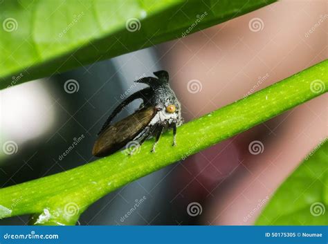 Strange Treehopper In Natural Forests Stock Image Image Of Insect