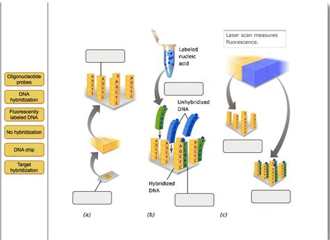 Solved Laser Scan Measures Fluorescence Labeled Nucleic Acid Oligonucleotide Probes Dna