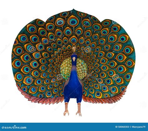 Peacock Statue Stock Image Image Of 1729 Amber Colourful 50060303