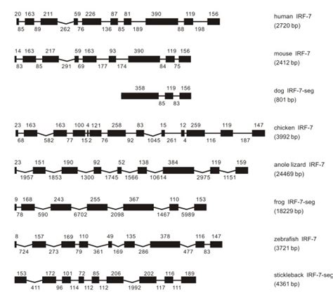 Genomic Structure Of Irf 7 In Different Classes Of Vertebrates