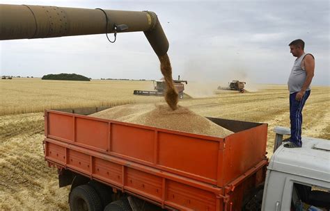 Аграрии вырастили пшеницу а теперь она сгниёт