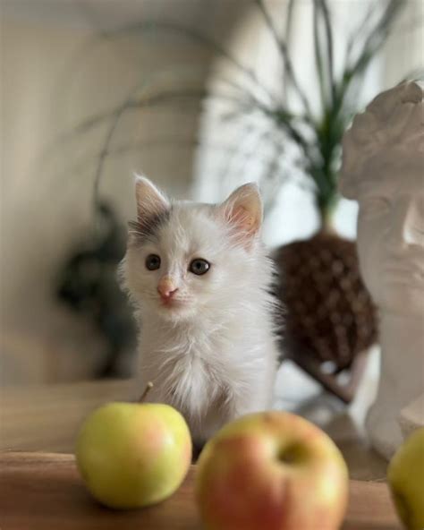 😺 این دو تا بچه نزدیک سه هفته است باعث شدن به ما خیلی خوش بگذره ️ گربه