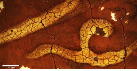 Hirox Microscope Image Of A Detail Of The Yellow Border Showing Download Scientific Diagram