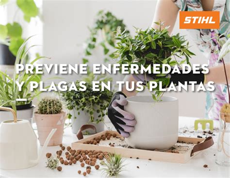 ¿cómo Prevenir Las Plagas Y Enfermedades De Las Plantas Consejos Para