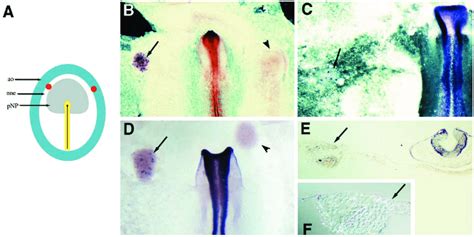 Chordin Does Not Induce Neural Tissue In Extraembryonic Or Non Neural
