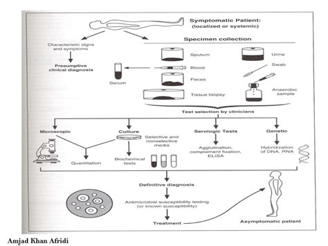 Introduction To Clinical Bacteriology Pptx
