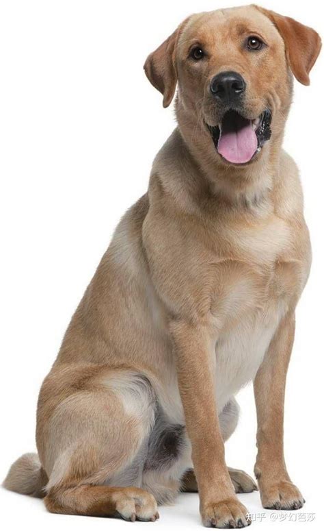 拉布拉多犬个性温和、活泼，被广泛用作导盲犬，也是优秀的水陆两栖猎犬 知乎