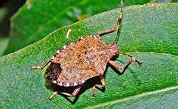 Stink Bug Extermination Florida NJ Excel Pest Services