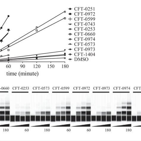 A Protac Mediated Ternary Complex Formation And Hook Effect As A Download Scientific Diagram