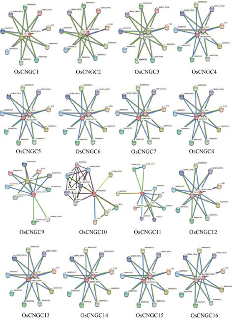 Functional Interaction Network Of The 16 Oscngc Genes The Network Download Scientific Diagram