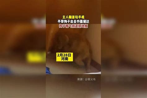 主人躺着玩手机，不带狗子出去外面溜达，狗子被气得直抓地板！