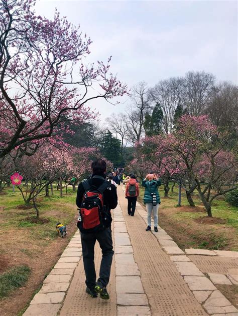 年年歲歲花相似歲歲年年人不同原創攝影 每日頭條