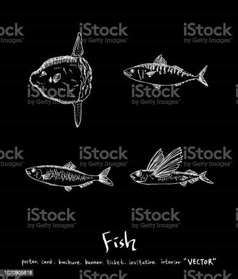 海鮮功能表草圖向量圖形及更多三文魚 海產圖片 三文魚 海產 冰釣 南韓 Istock
