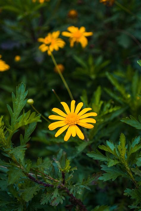 美丽的 开花 颜色 Pixabay上的免费照片 Pixabay
