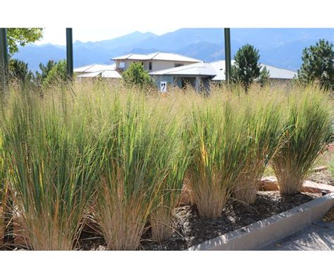 Colorado Springs Utilities Xeriscaping Northwind Switchgrass