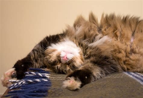 What Your Choice Of Catnip Says About You Catster