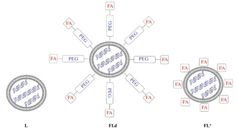 Schematic Structure Of Conventional Liposomes L Targeted Liposomes