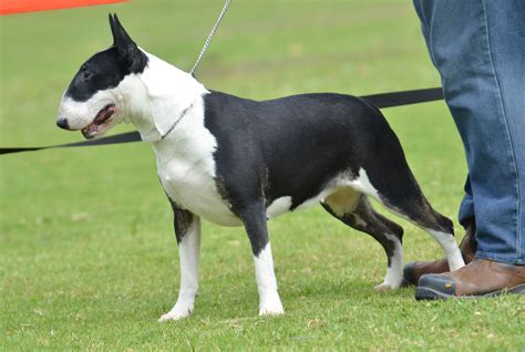 Hondeskou Jimnah Juliette Swaai Die Septer én Stert Vaalweekblad