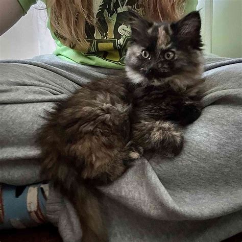 Rare Intersex Tortoiseshell Kitten Adopted From Oregon Shelter