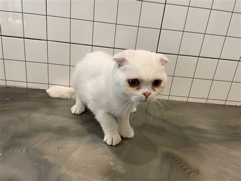 스코티쉬폴드 네고 말티즈크기 말티푸크기 푸들크기 먼치킨크기 랙돌크기 브리티쉬숏헤어크기 스코티쉬폴드크기 러시안블루크기 강아지크기 고양이크기 유기견임시보호 유기묘임시보호 강아지