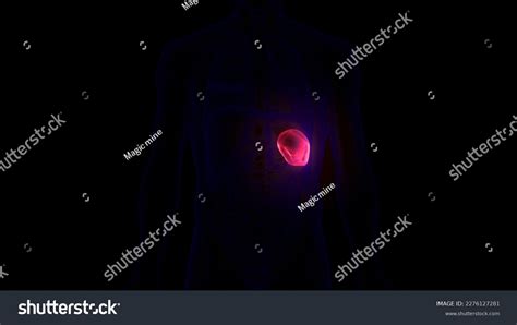인간 내부 장기 비장 해부학 3d 스톡 일러스트 2276127281 Shutterstock