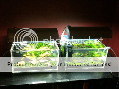 The Pico Lab The Planted Tank Forum