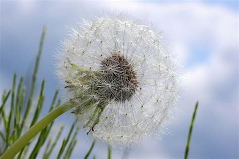 Dandelion Wildflower Meadow Free Photo On Pixabay Pixabay