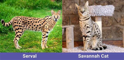 Serval Vs Savannah Cat Vet Reviewed Key Differences With Pictures