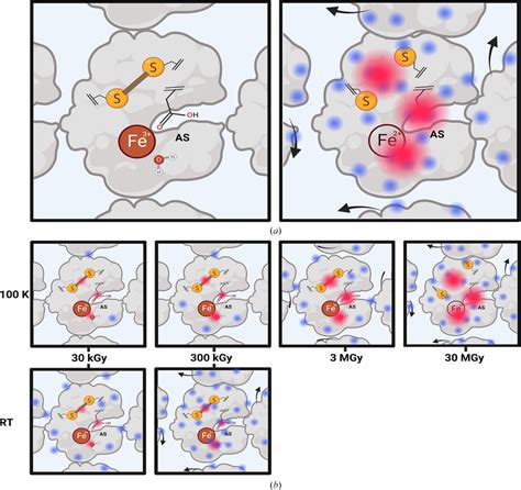 Global Versus Specific Radiation Damage Top Row Left A Single