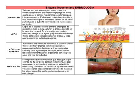 Sistema Tegumentario Estefana UDocz