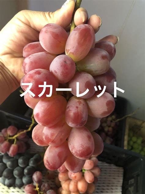 山梨県勝沼産 希少品種入り 3種類 粒 By メルカリ