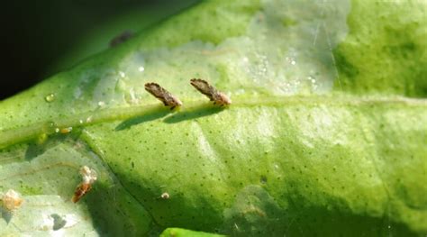 Kaolin Clay In The Garden Natural Pest Control