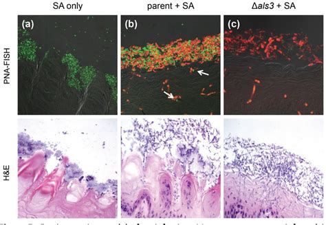 Figure 7 From Physical Chemical Interactions Between Bacteria And Fungi