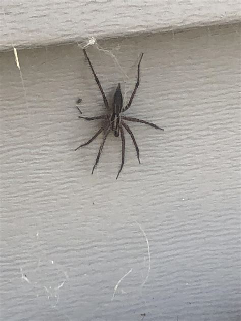 Wolf Spider Spiders