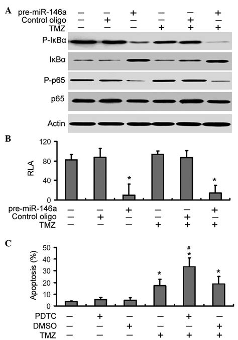 Induction Of Microrna A Is Involved In Curcumin Mediated Enhancement