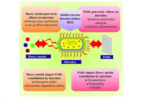 Which Best Describes The Bioremediation Of Pollutants