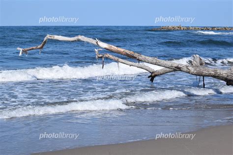 海岸に漂着した流木 写真素材 6971703 フォトライブラリー Photolibrary