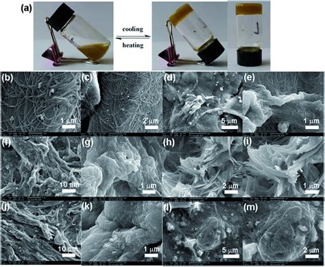 Phase Transition Behavior Of The Sol Left And Gel Right Phases Of Download Scientific