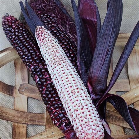 Double Red Untreated Corn Seeds Osborne Farm Seed Supplier