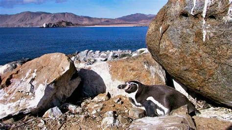 The Penguin Genus Spheniscus