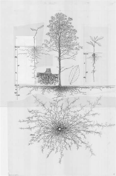 The Root Atlas Unearthed Intelligence — Dop