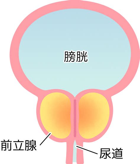 前立腺肥大症 新松戸中央総合病院
