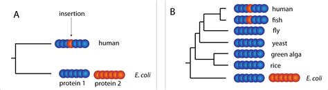 Protein Evolution And Other Musings Molecular Biology In The Light Of
