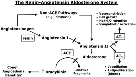 Renin Angiotensin System Ace Inhibitors